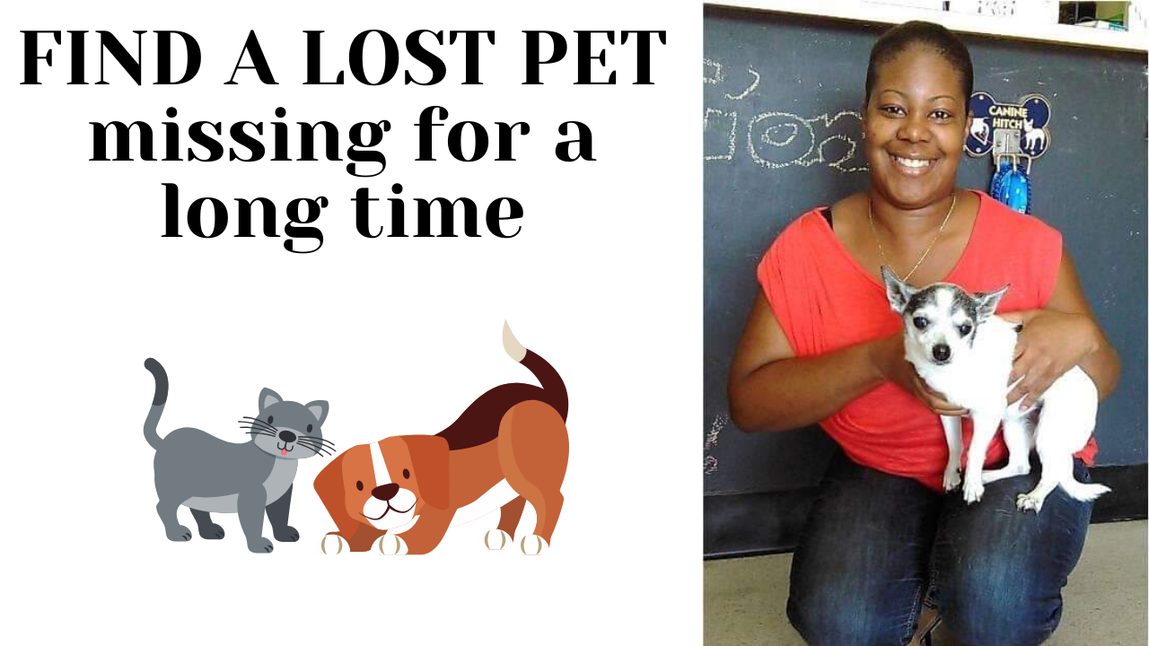 Find a lost pet missing for a long time - First Street Pets