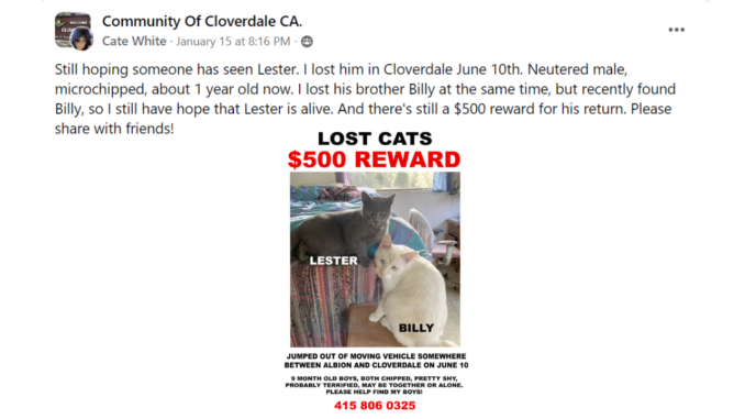 I lost my cat. What should I do? - First Street Pets