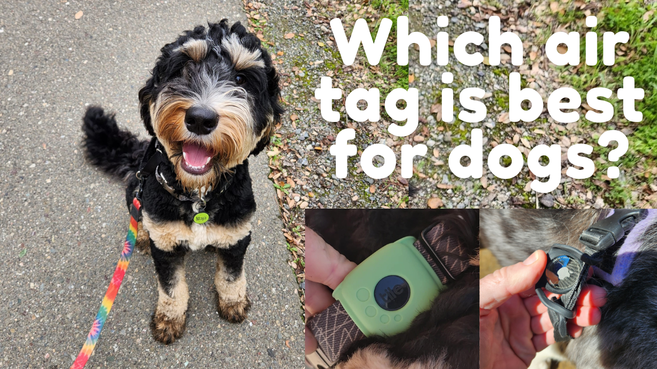 Which air tag is the best for dogs? - First Street Pets