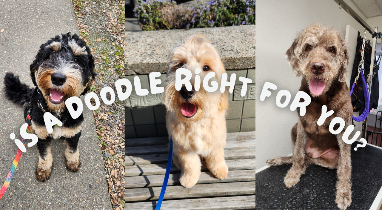 Is a Doodle right for you? - First Street Pets