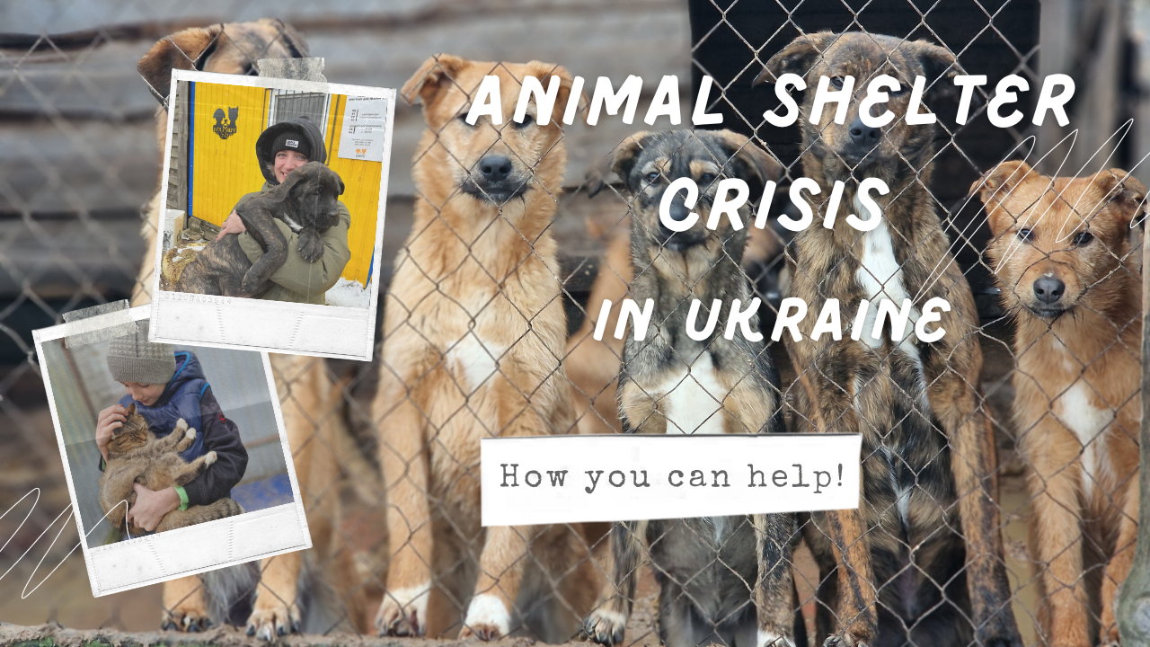 Crisis for animal shelters in Ukraine - First Street Pets